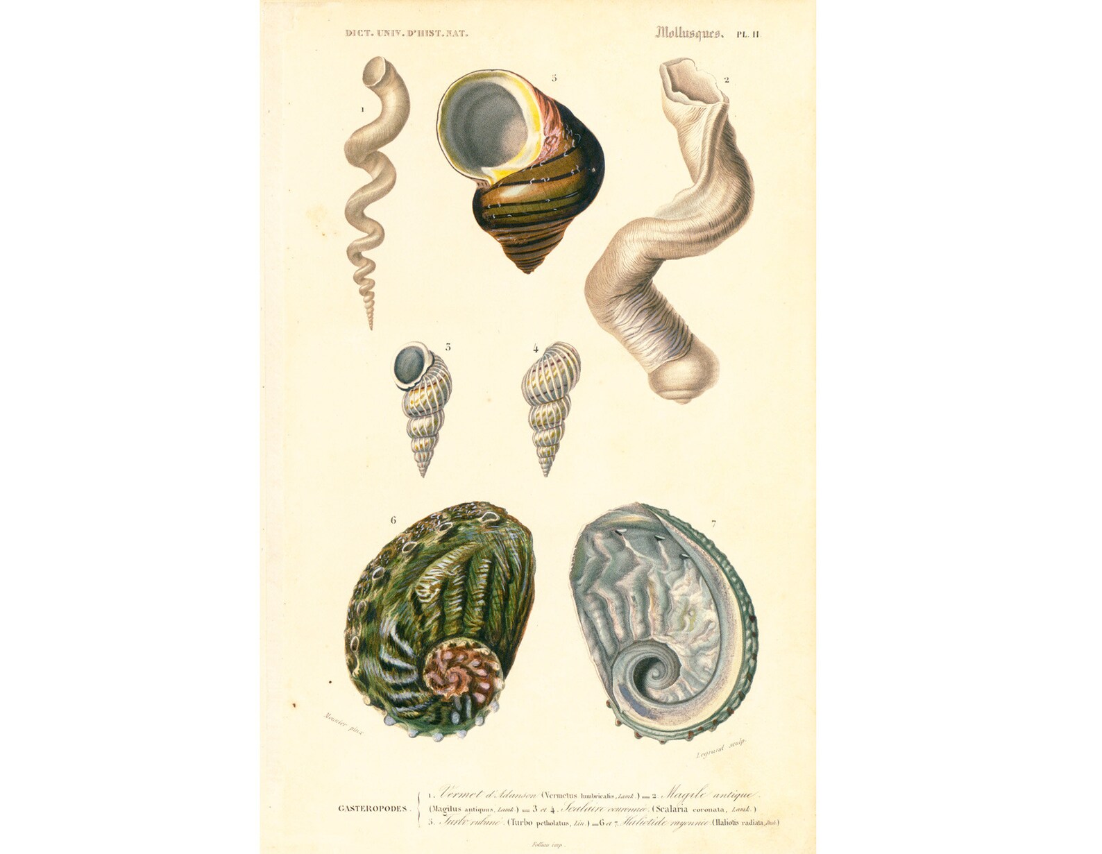 1861 Oreilles de mer Orbigny Planche Originale Ormeau Vermet - Etsy France