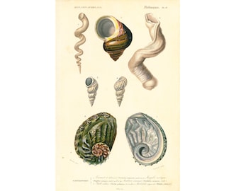 Victorian Shell Art - Etsy