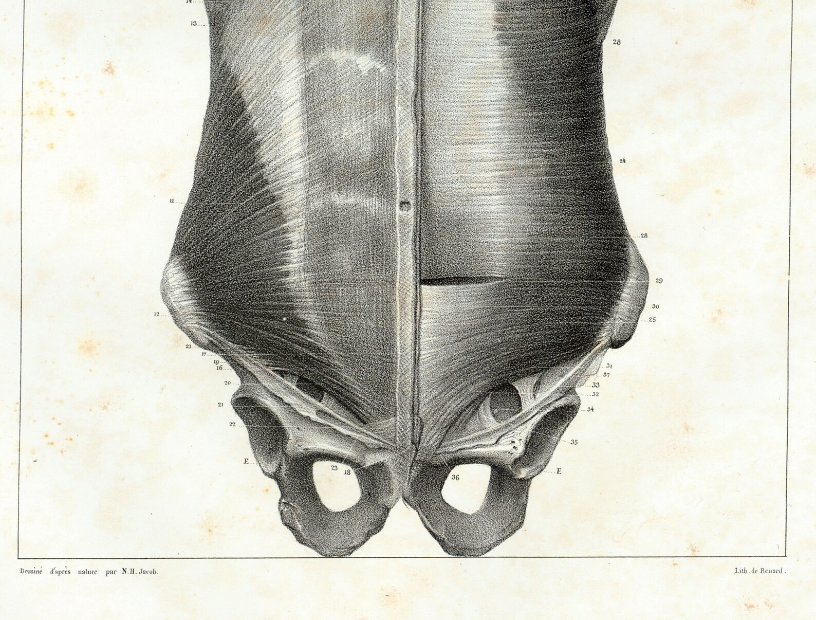 1844 Antique Anatomy Human Body Torso Muscles Human Body Large | Etsy