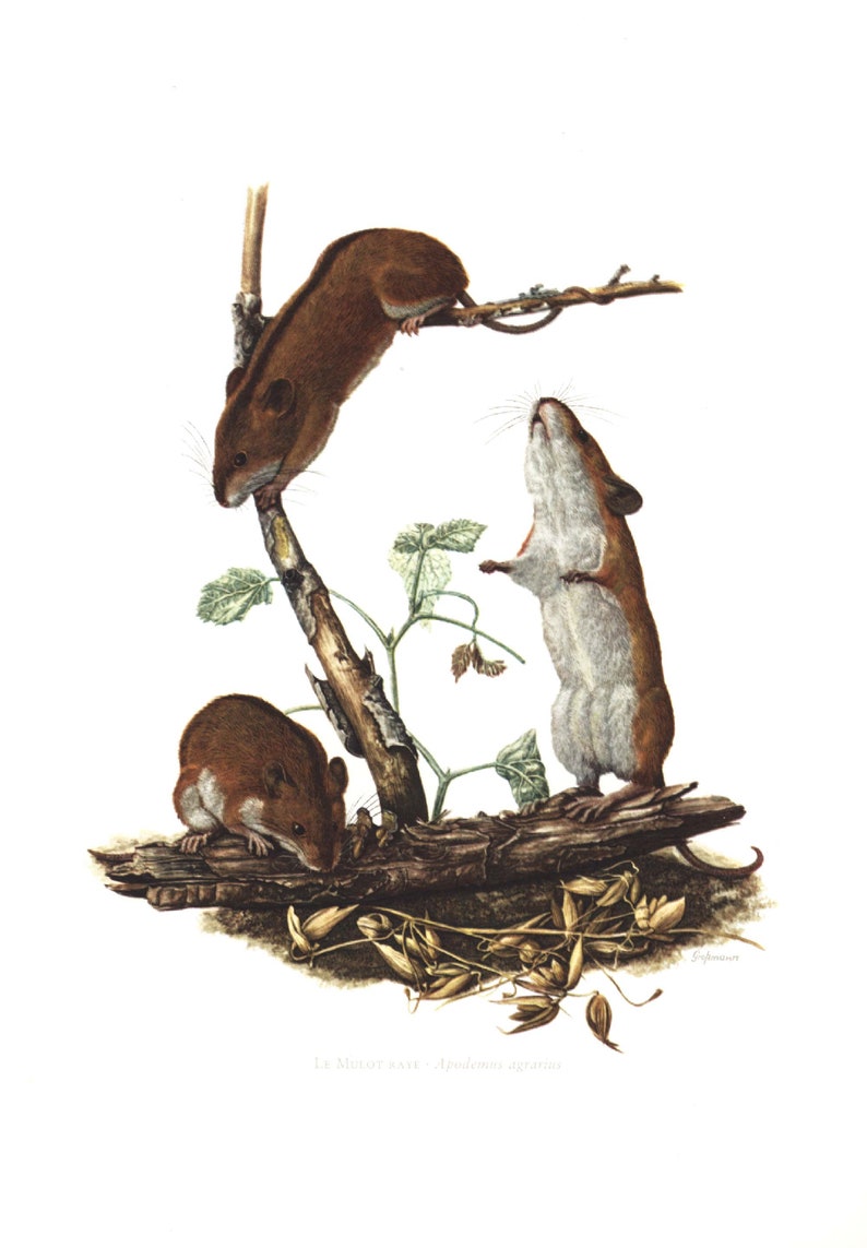 1974 Striped Field Mouse Vintage Illustration Animal Art | Etsy
