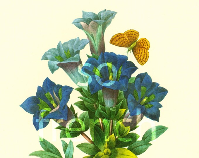 Blue Gentiana LARGE SIZE Redoute Botanical Print Wall Art Home - Etsy