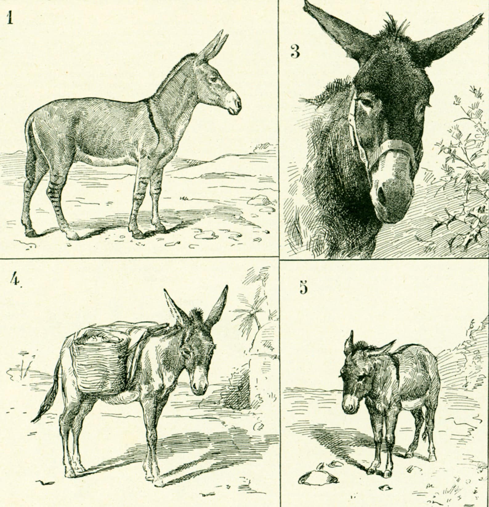 1922 Antique DONKEY Print. Vintage FRENCH PRINT. Scrapbooking. Larousse ...
