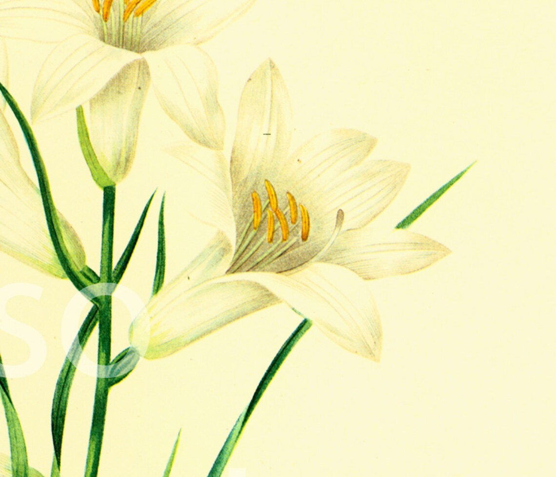 White Lily Alpine Lilies Large Size Botanical French Print P.J Redoute ...