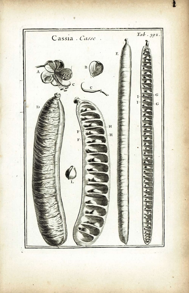 1797 Antique Cassia Fruit Pod Print Seeds Peas Beans Natural History ...