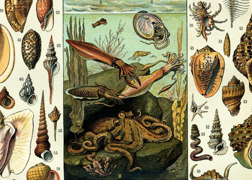 1897 Shellfish Large Size Antique Print Molluscs Larousse - Etsy
