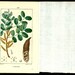 1814 Antique Carob Tree Print Medicinal Plant Botanical Botany Print ...
