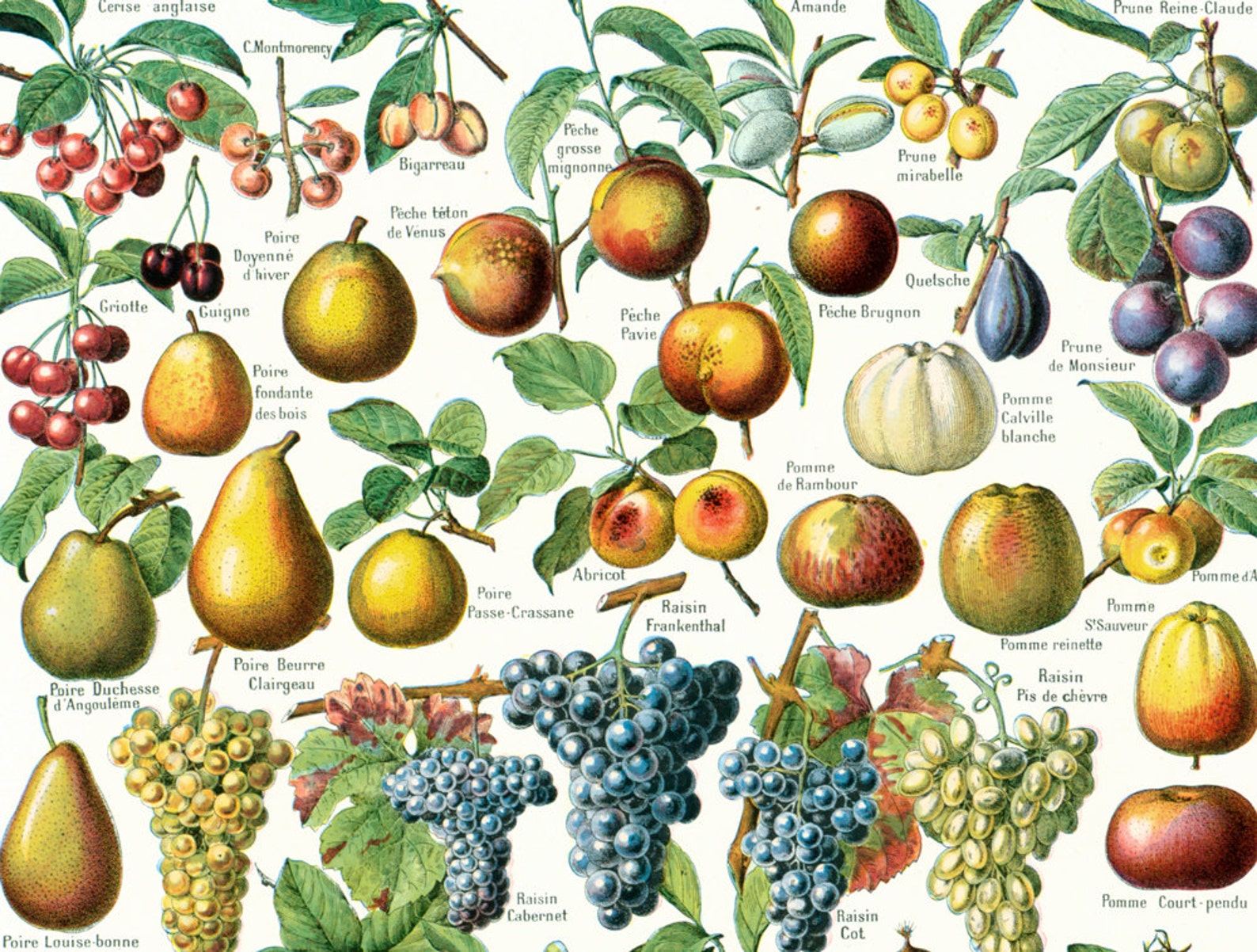 1930 Antique Fruit Print Vintage Fruit Illustration Larousse - Etsy