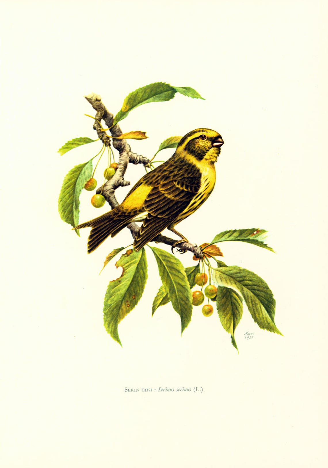 1969 Serin Print. Vintage Bird Print Ornithology Nature Wall - Etsy