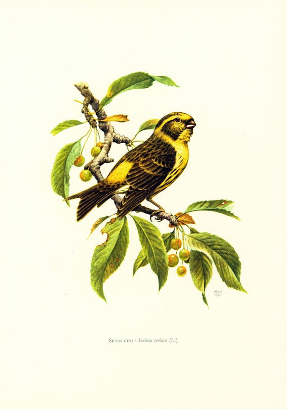 Lithographs Serin Original Vintage Bird Illustration Art & Collectibles ...