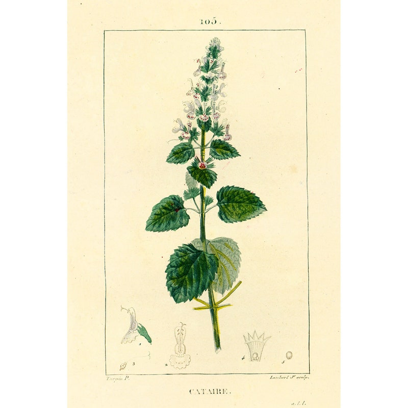 Catmint Plant - Etsy