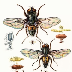 1960 Vintage Housefly Print. House Fly Illustration. Pupae Musca ...