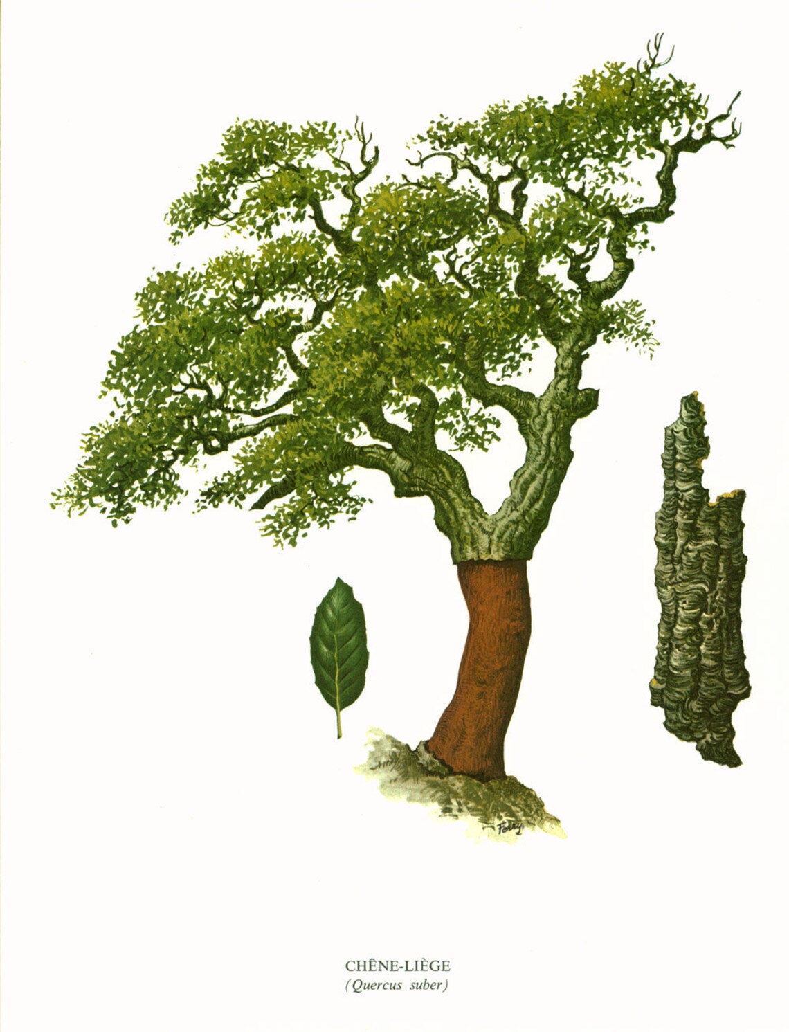 1967 Cork Oak Tree Print Vintage Botanical Illustration Wall - Etsy