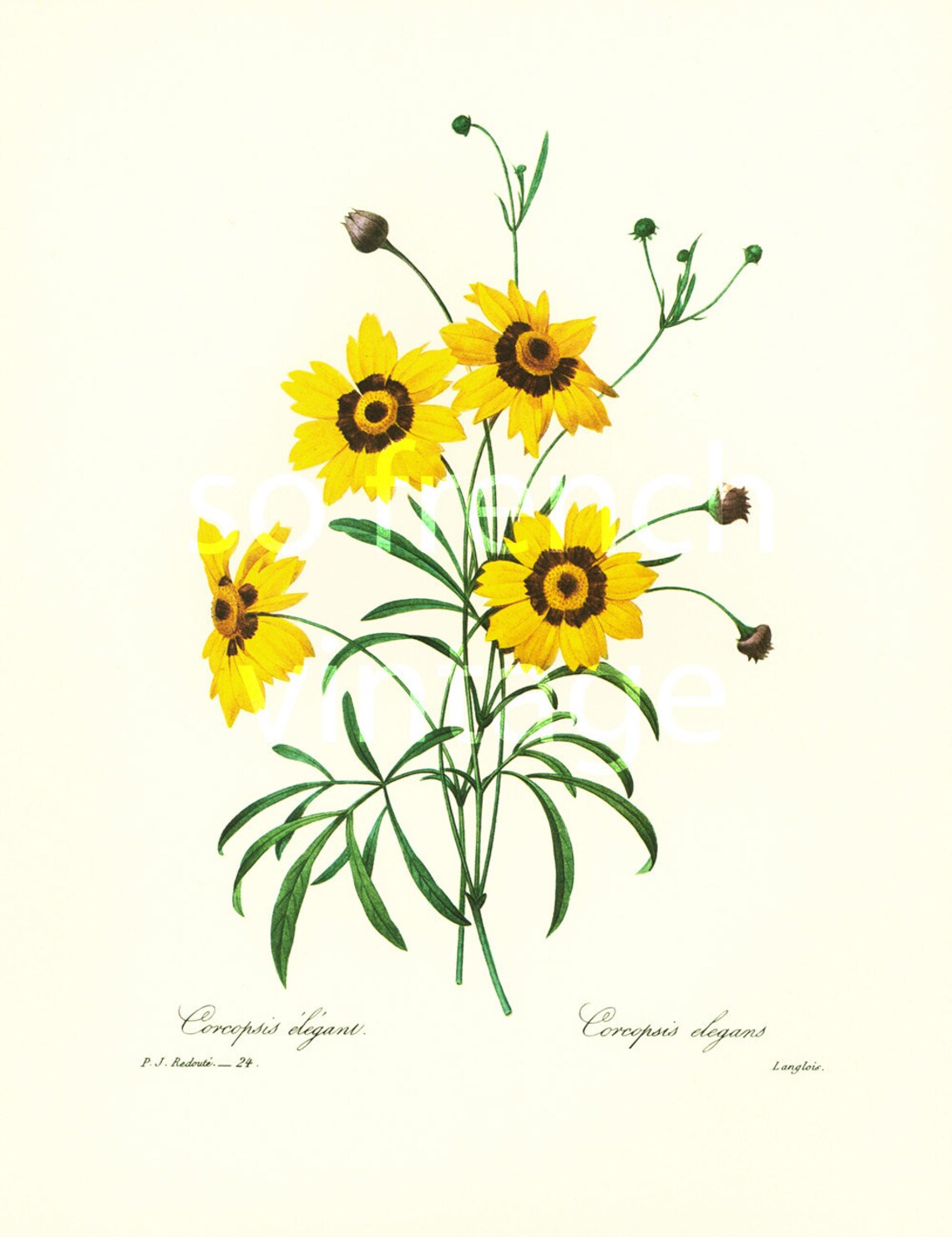 Calliopsis LARGE SIZE by Pierre Joseph Redoute Botanical French Vintage ...