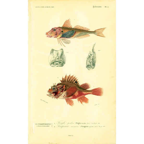 Antique Engraving Fish - Etsy
