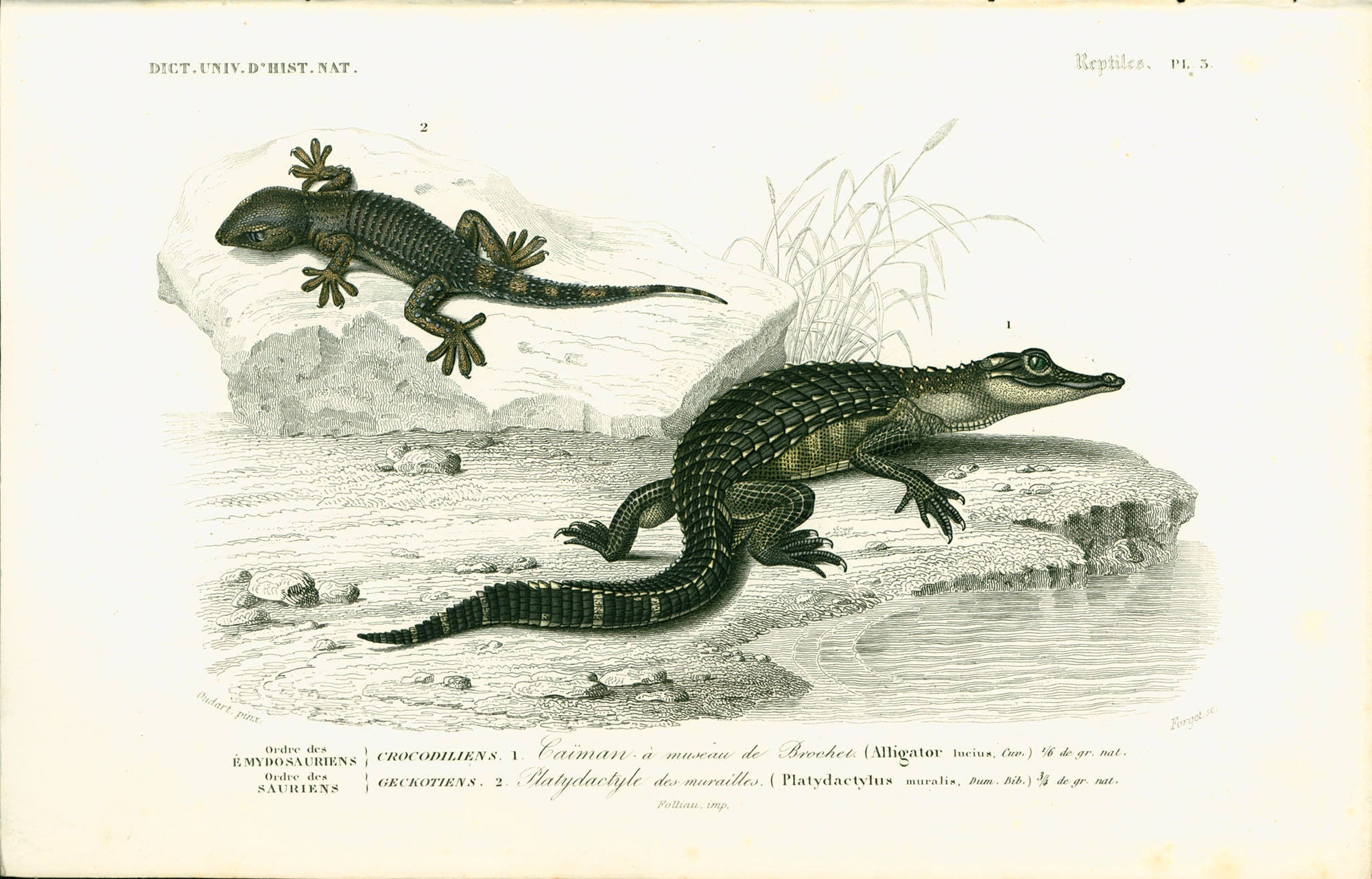 1861 Reptiles, Alligator Antique Engraving, Authentic Antique Print ...