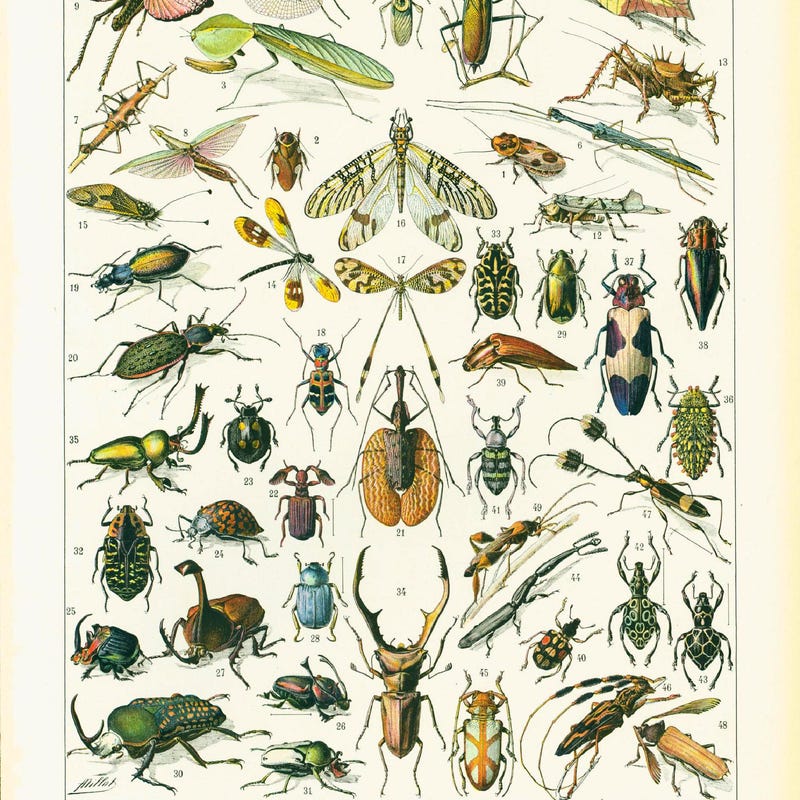 Insect Chart - Etsy