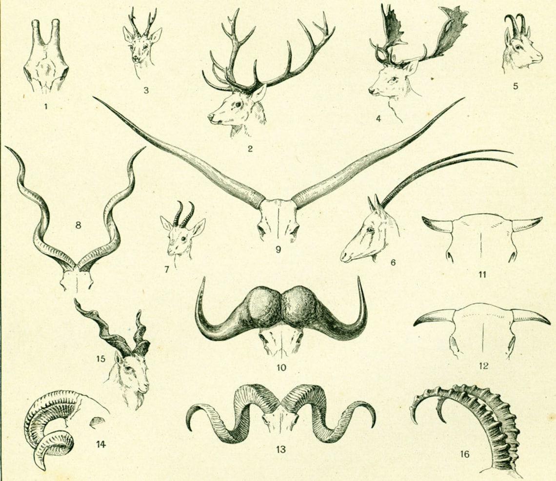 1922 Formes Disposition des cornes Cervidé Chèvre Antilope | Etsy