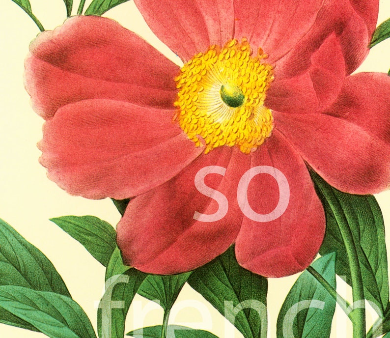 Paeonia Officinalis Peony Wild French Flower Print Redoute | Etsy