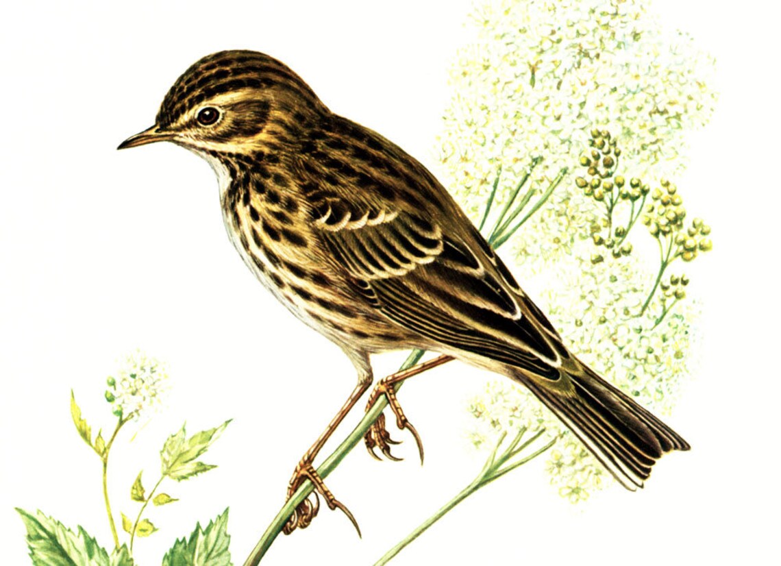 1969 Meadow Pipit Print. Vintage Bird Print, Ornithology, Nature Wall ...