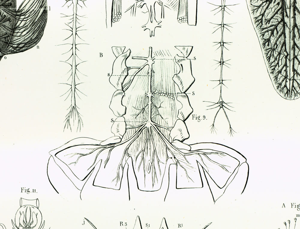 1854 Crustacéan Insect Nervous System, Antique Veterinary Print XL ...