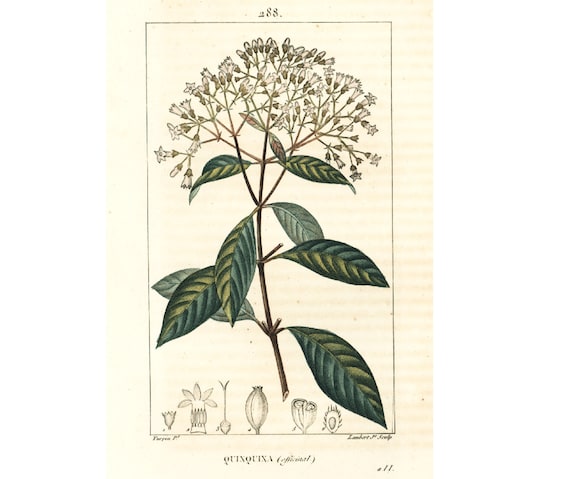 1831 Antique Cinchona Officinalis Print Quinine Medicinal - Etsy