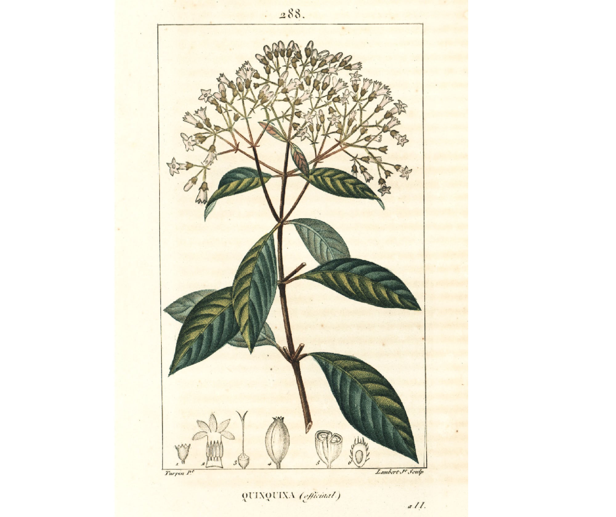 Cinchona Officinalis Tree