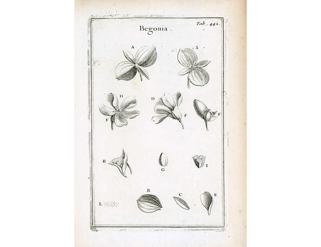 1797 Antique Begonia Flowers Print Seeds Botanical Natural History Wall ...