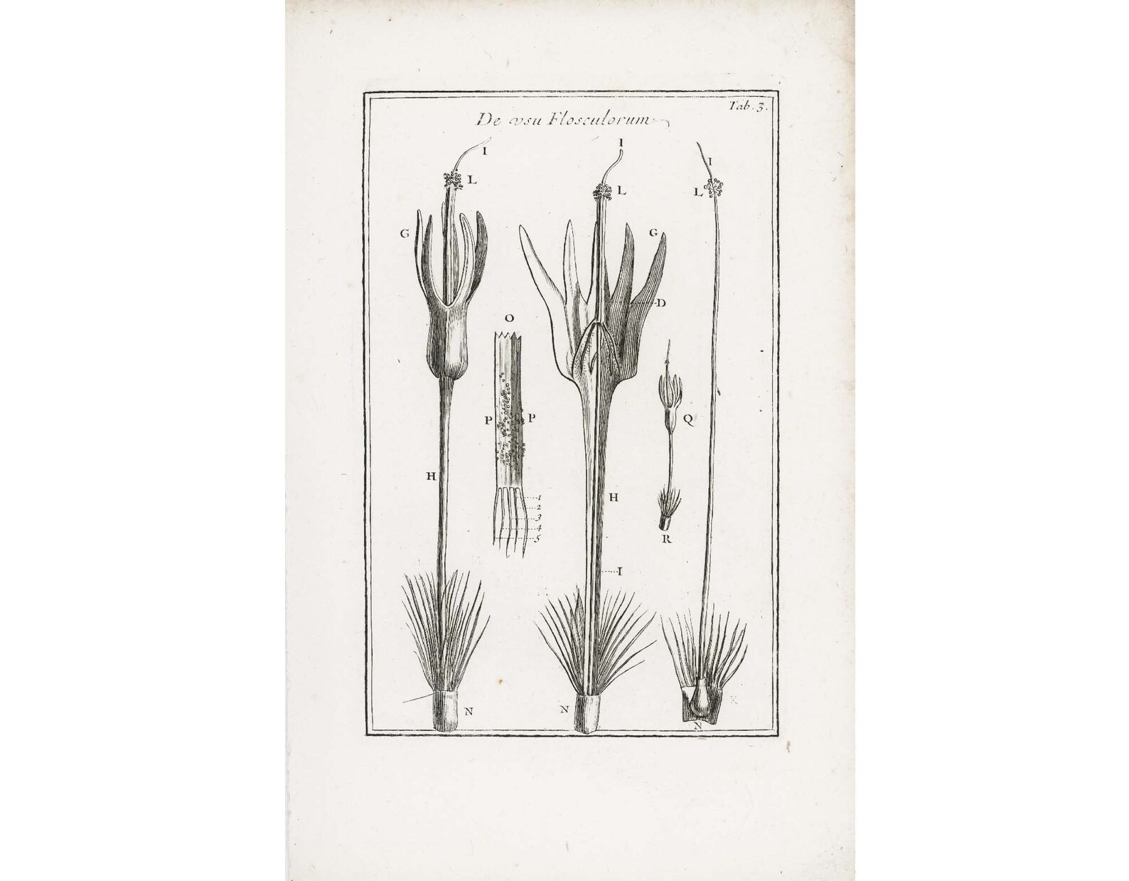 1797 Anatomy Flower Anther Ovary Stigma Ovule Morphology - Etsy