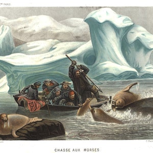 1881 Antique Walrus Hunting Print Greenland Encyclopedia Illustration ...