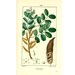 1814 Antique Carob Tree Print Medicinal Plant Botanical Botany Print ...