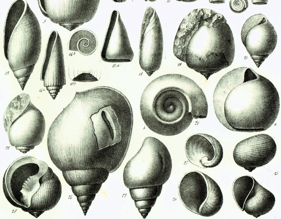 1853 Moon Snails Pyramid Shells Antique Fossil Mollusc XL - Etsy