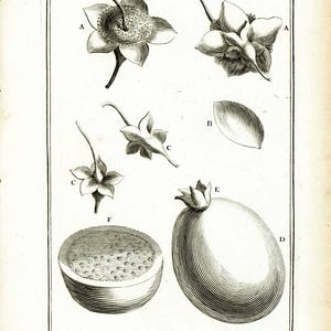 1797 Antique Guavas Print Fruit Flower Tree Botanical Natural History ...