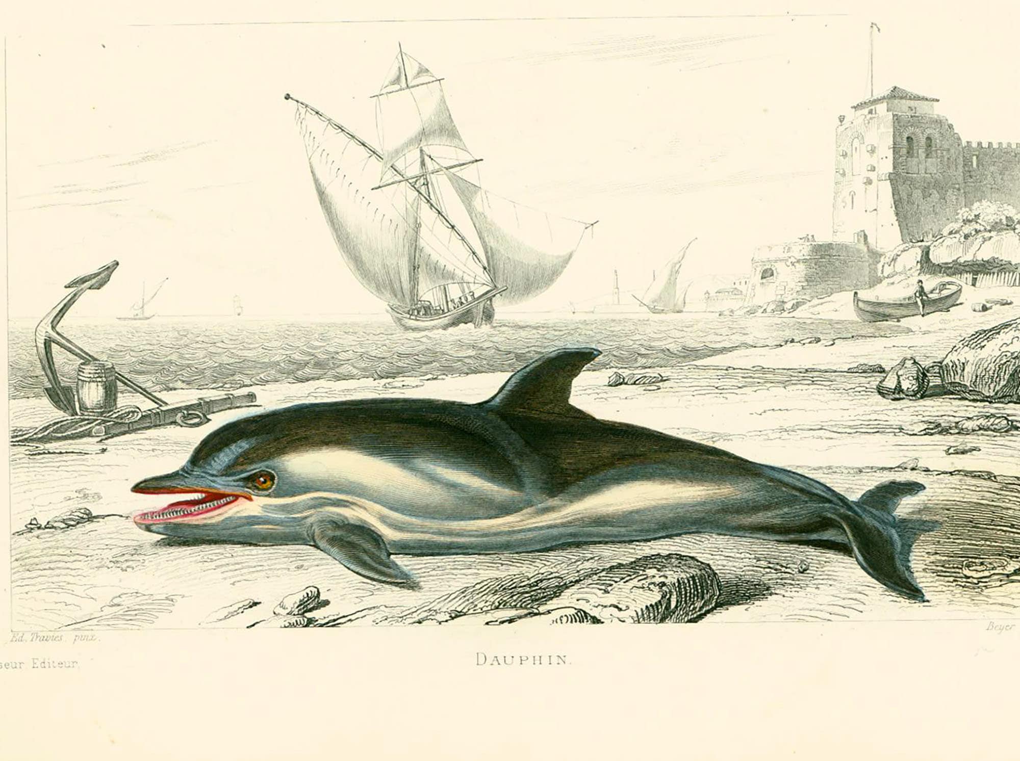1861 Dolphin Antique Engraving Marine Mammals and Sea Life - Etsy