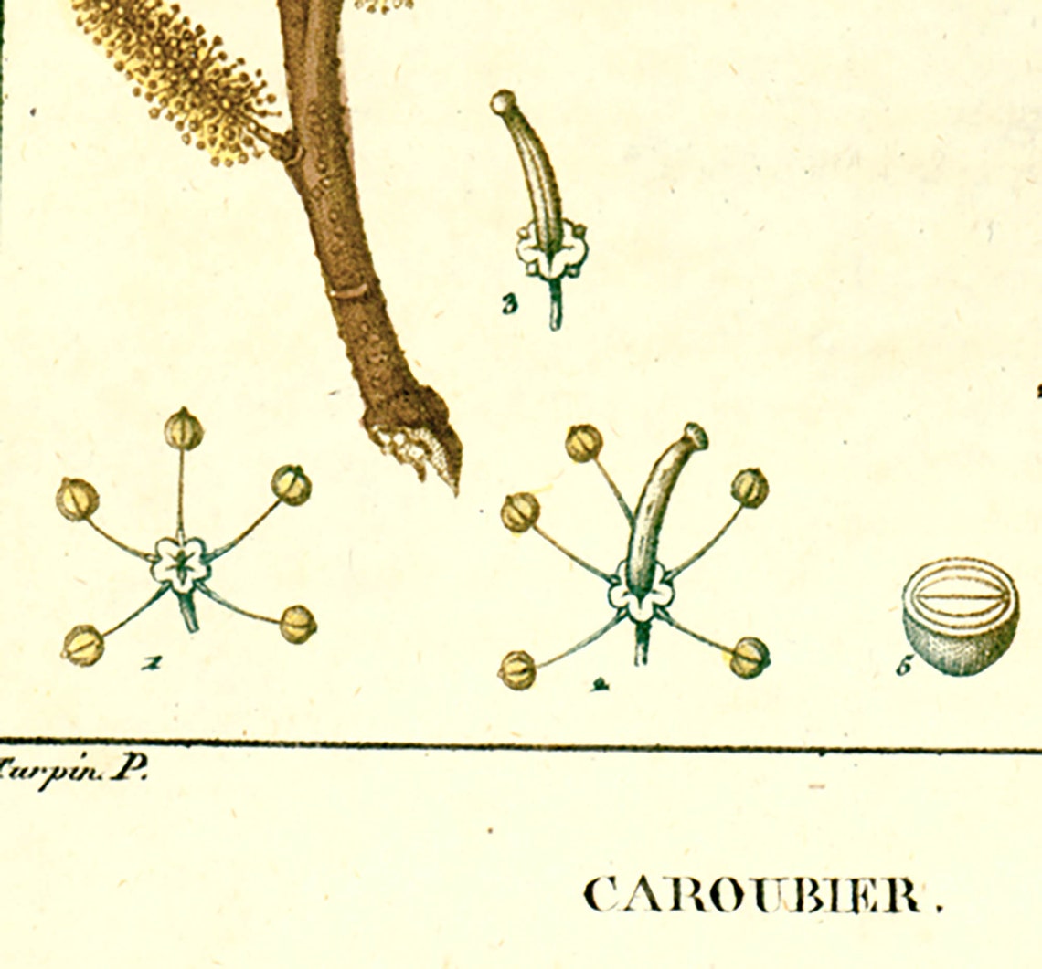 1814 Antique Carob Tree Print Medicinal Plant Botanical Botany Print ...