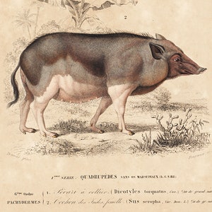 1861 Pecari Wild Pig by Ch. Orbigny Original Antique Print - Etsy