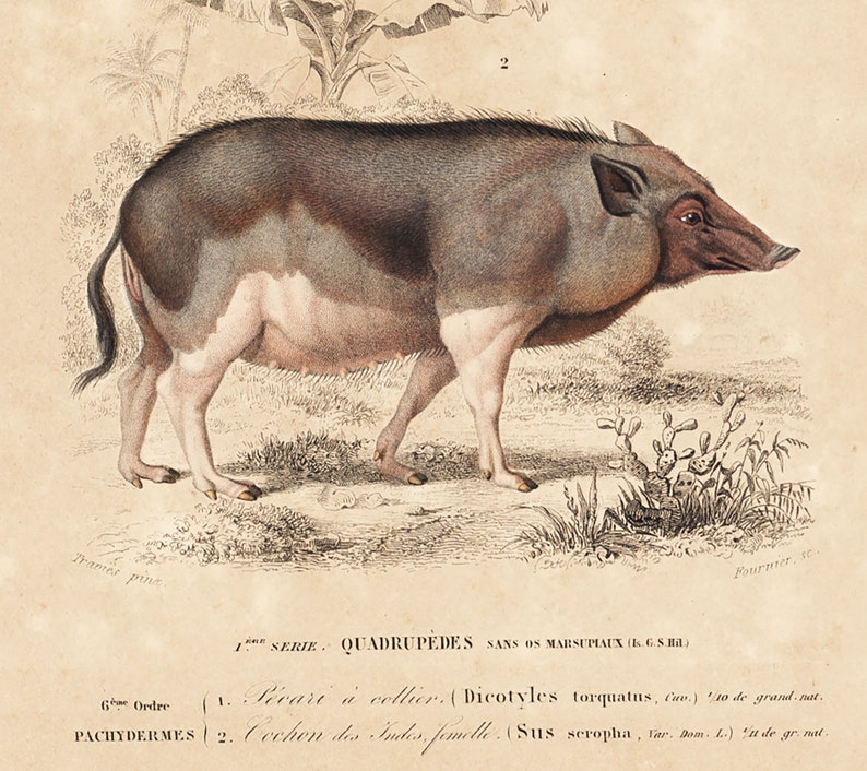 1861 Pecari Wild Pig by Ch. Orbigny Original Antique Print - Etsy