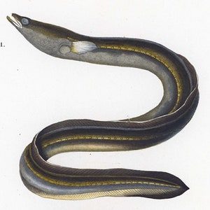 1861 Fish Eel Turbot Engraving, Original Antique Print, Orbigny ...