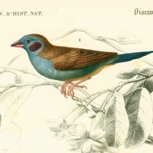 1861 Bird, Brambling, Red Crossbill, Antique Engraving, Hand Colored ...