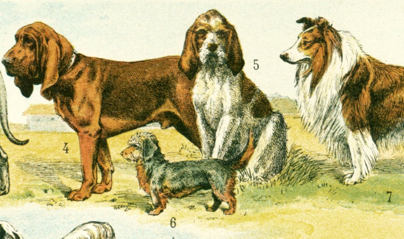 1897 Vache Cheval mouton porc Chien Chat chèvre Animal | Etsy