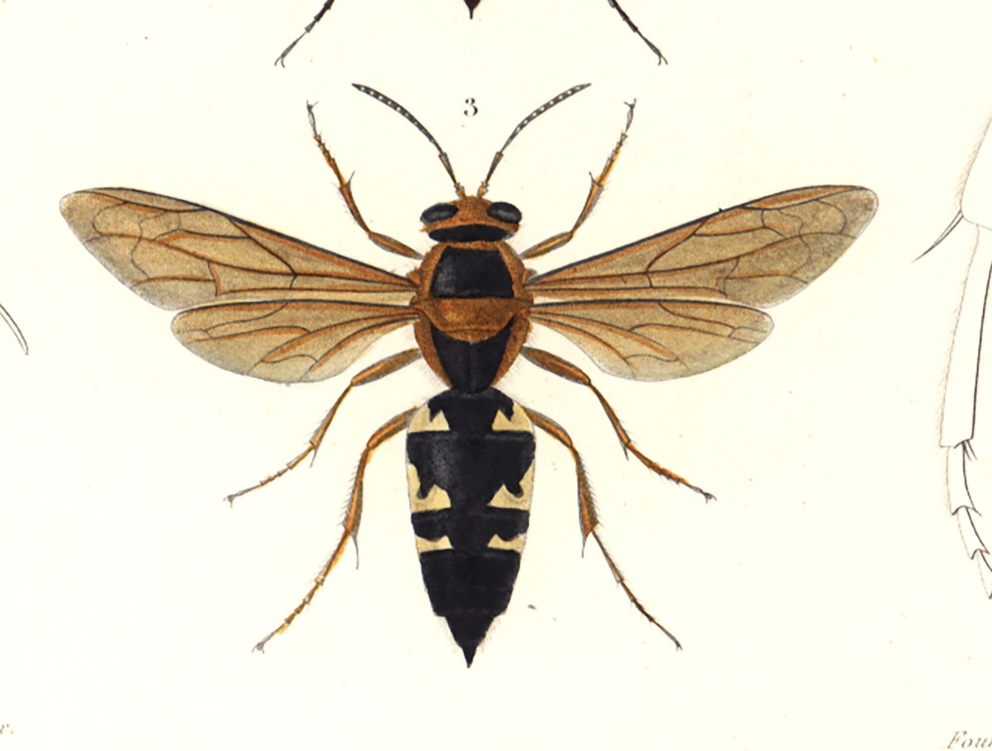 1861 Antique Wasp Print. Hand Colored. Orbigny Entomology. Natural ...