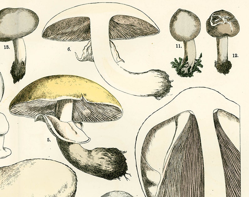 1885 Agaricus Identification Chart Antique Print Fungi Edible Poisonous ...