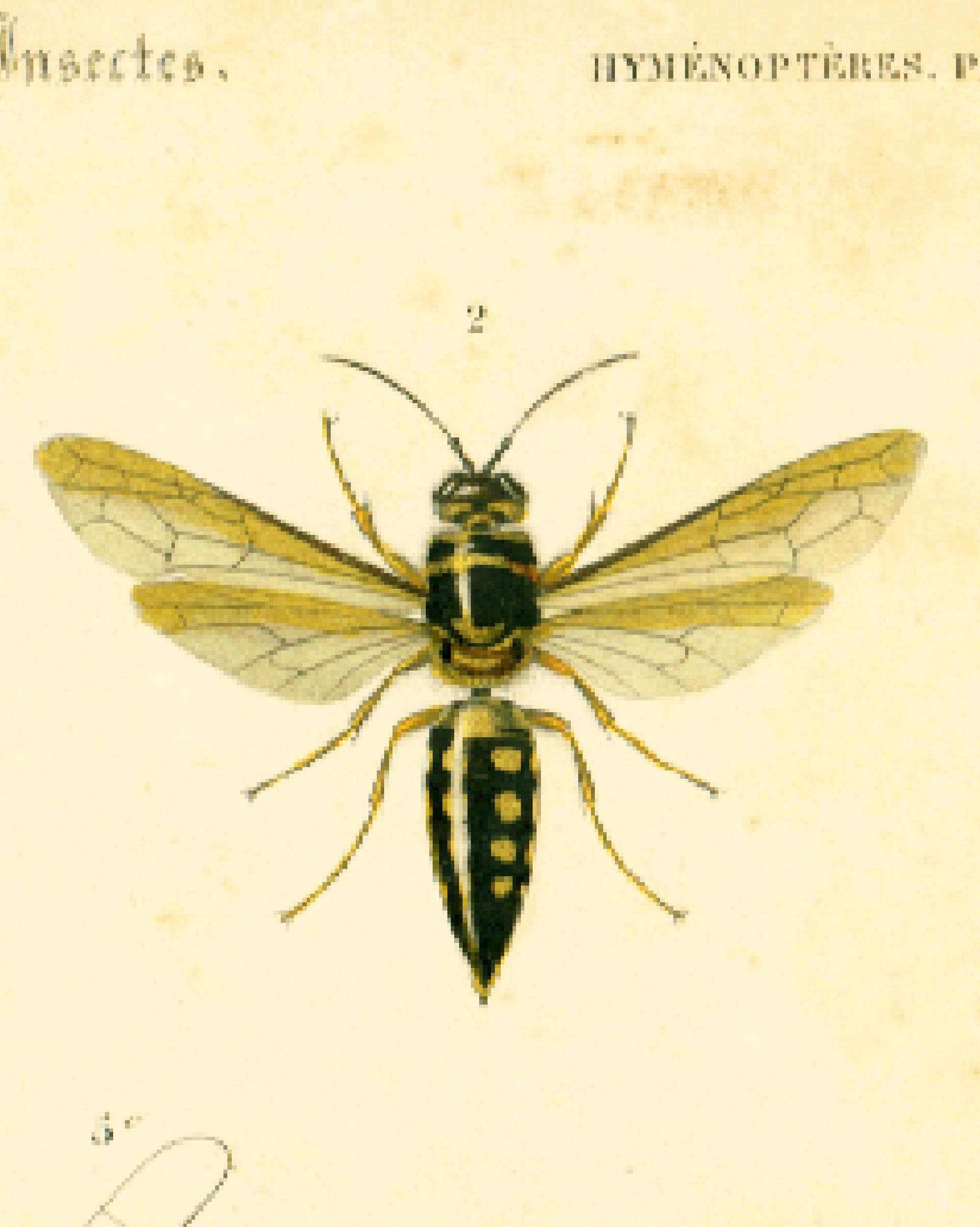 1861 Original Print Wasp Insects Diptera Orbigny Antique Print Hand ...