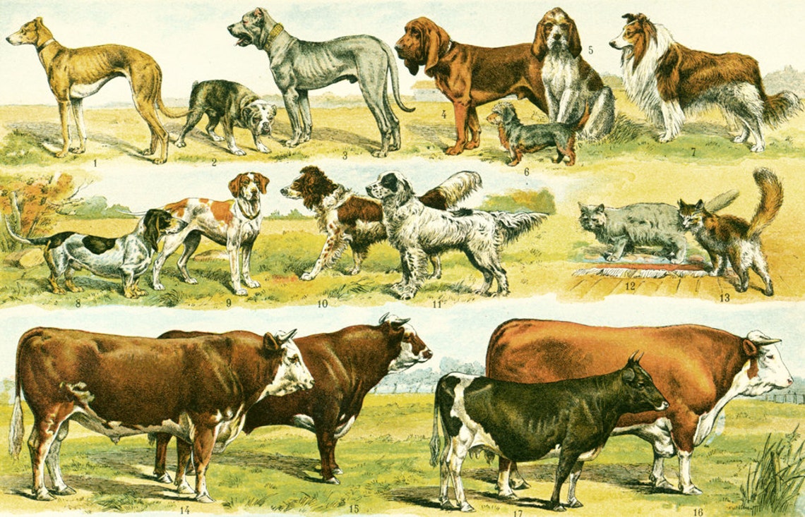 1897 Livestock Cattle Ram Sheep Farm Animals Antique Illustration ...