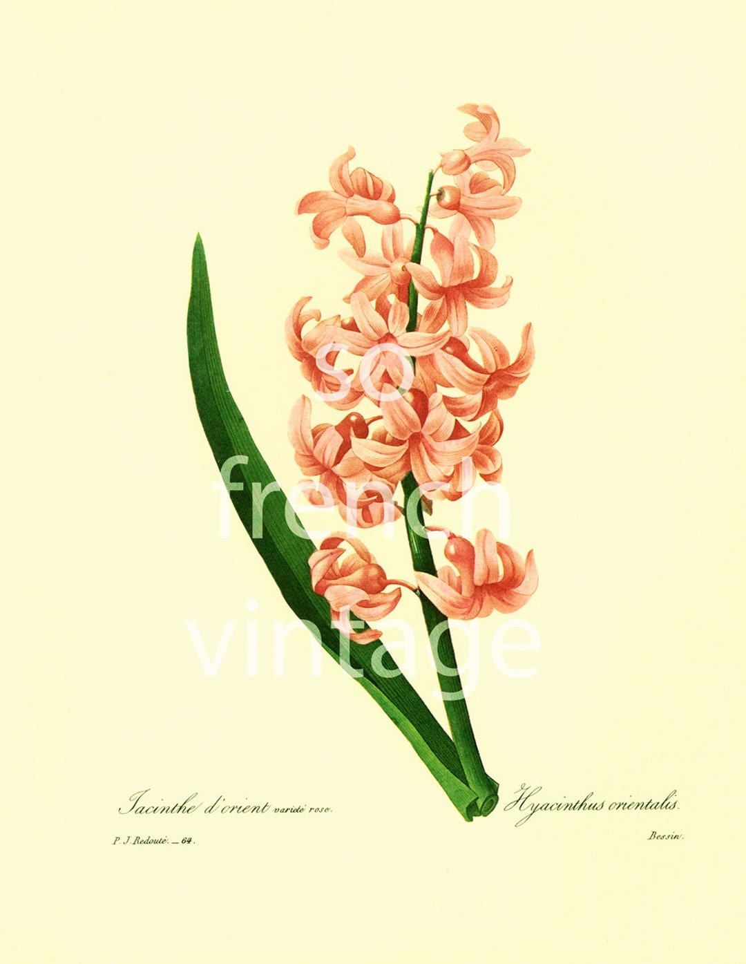 Pink Hyacinth Large Size Illustration Redoute French Botanical Print - Etsy