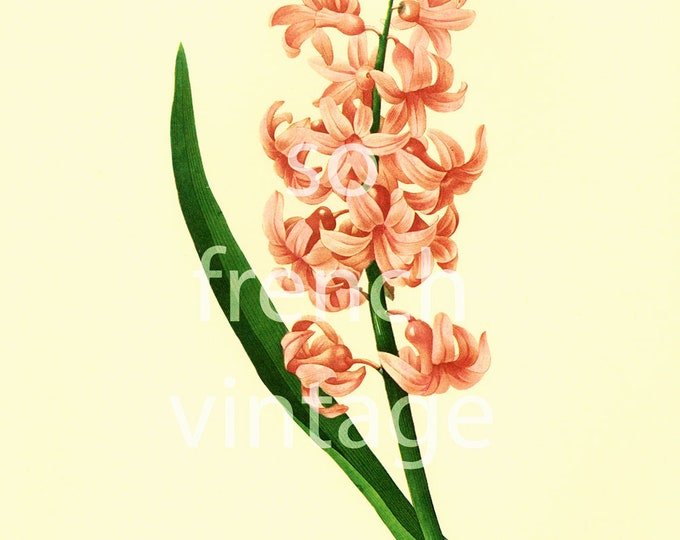 Pink Hyacinth Large Size Illustration Redoute French Botanical - Etsy