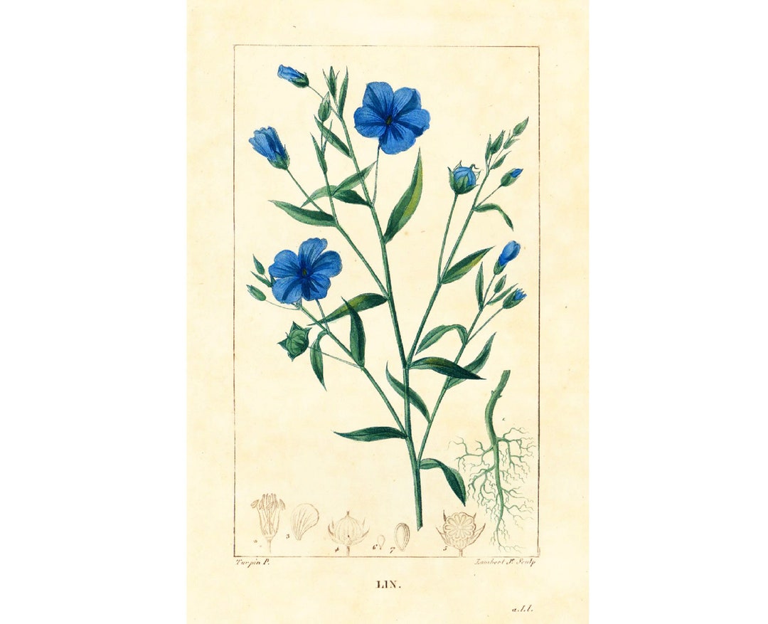 1831 Antique Flax Print Plant Natural History Botanical Botany Wall Art ...