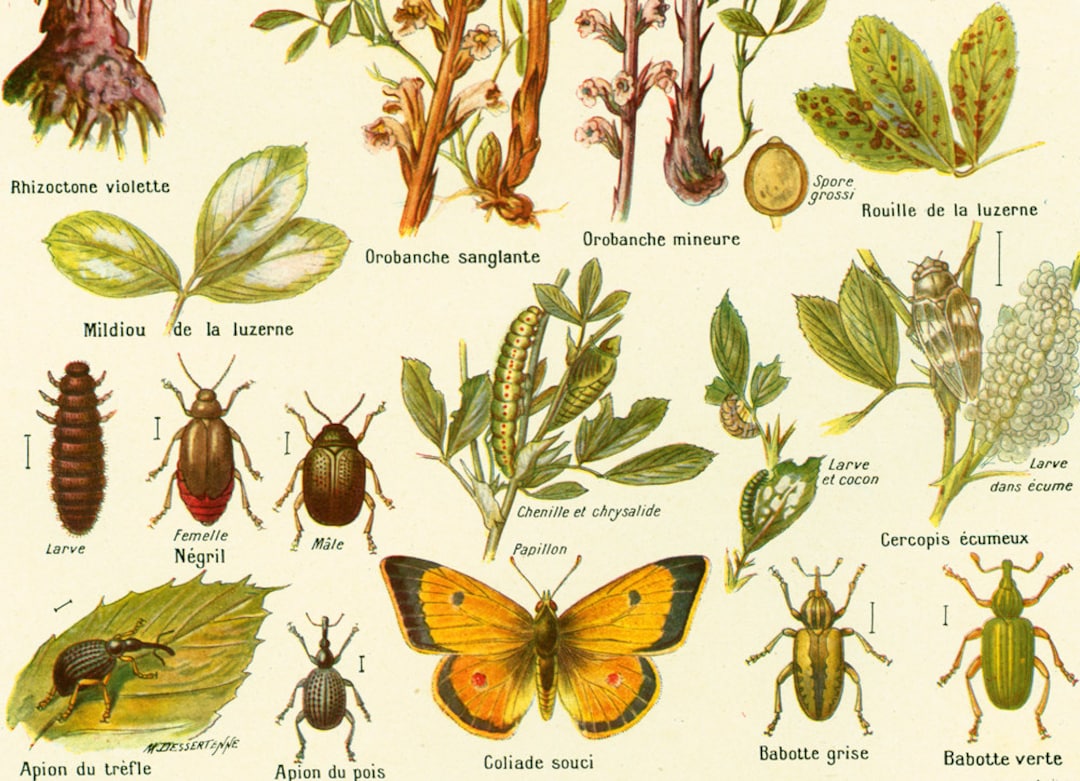 1922 Antique Print of Lucerne Diseases, Alfalfa Pathology, Insect ...