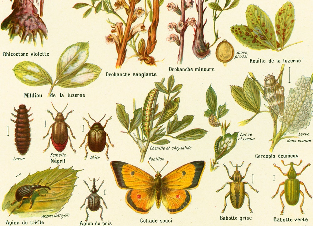 1922 Antique Print of Lucerne Diseases Alfalfa Pathology - Etsy