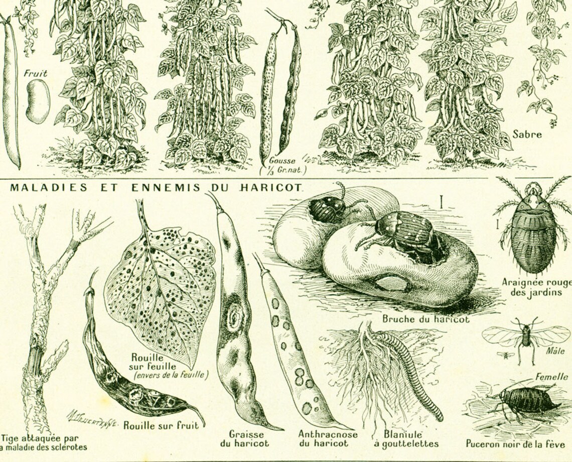 1922 Antique French Bean Identification Chart Vintage - Etsy