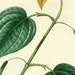 1814 Betel Leaf Piper Betle Antique Print Plant Natural History ...